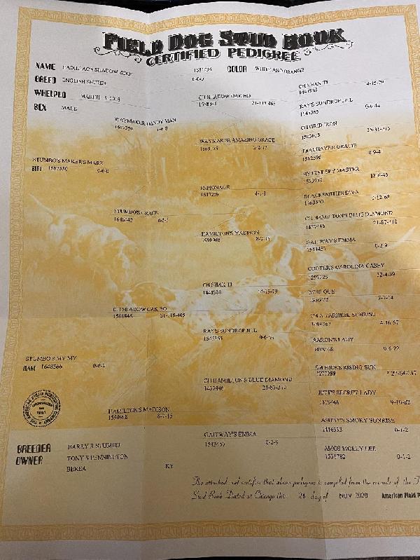 SHADOW OAK BO SETTER