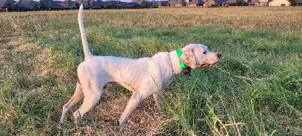 ENGLISH POINTER MALE