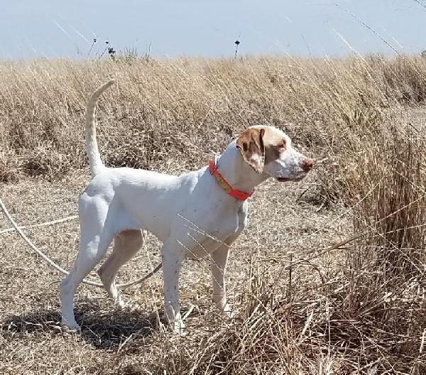 English Pointer