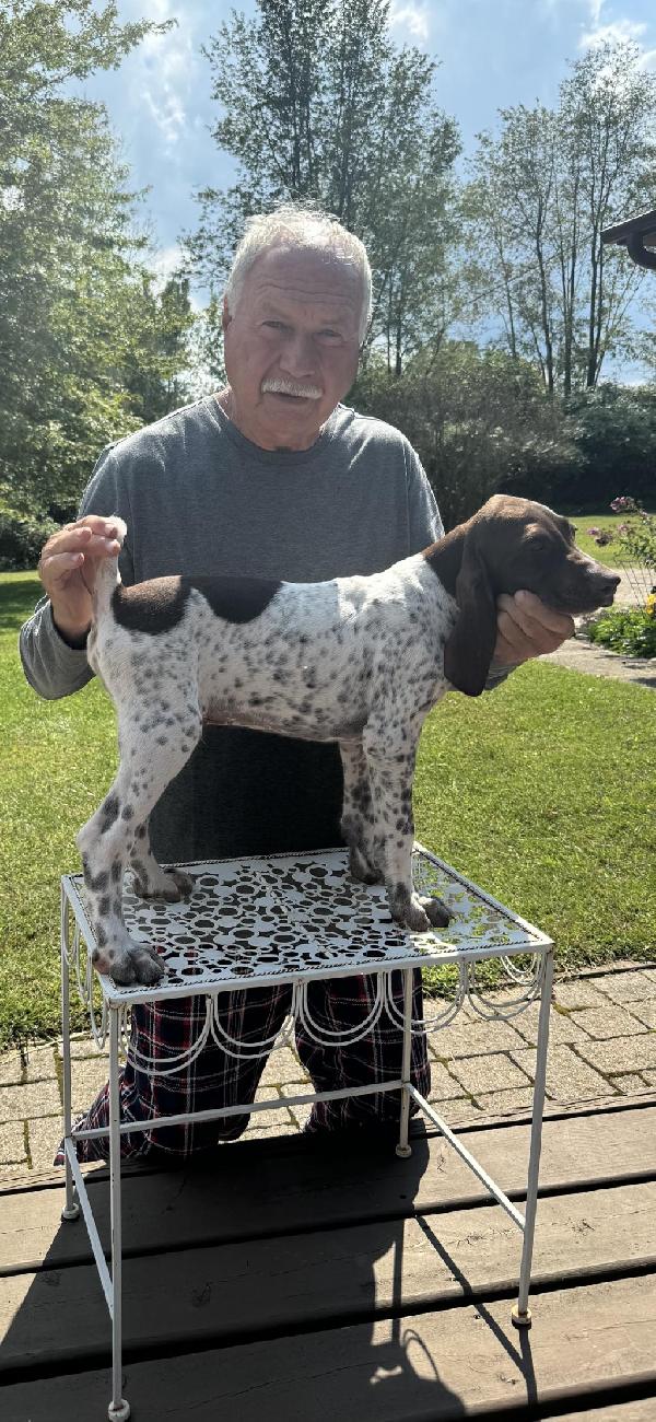 WELL STARTED 11 WK OLD GSP PUPPIES
