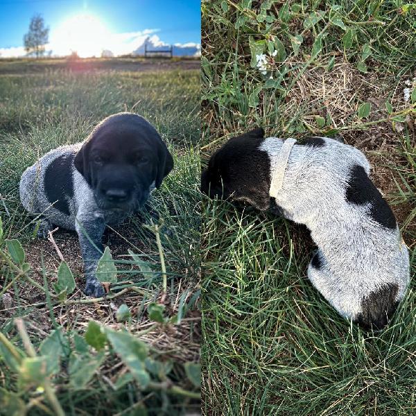 MALE GSP PUPPY- COLORADO- GREY COLLAR