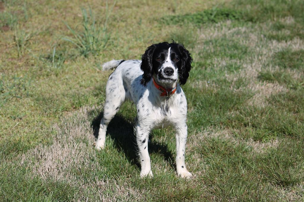 AKC ENGLISH COCKER SPANIEL PUPS