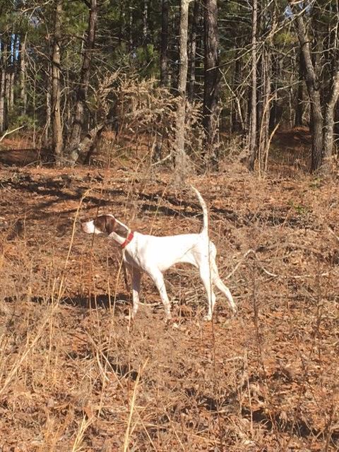MOHAWK MILL TRAIL WARRIOR PUPS