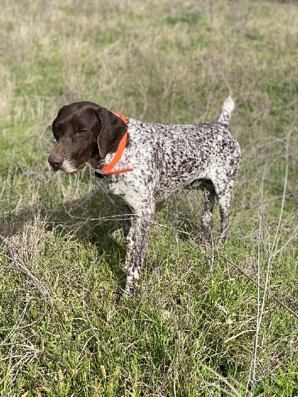 VERSATILE GSP MALE