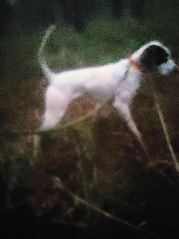 MALE HUNTING PROSPECT