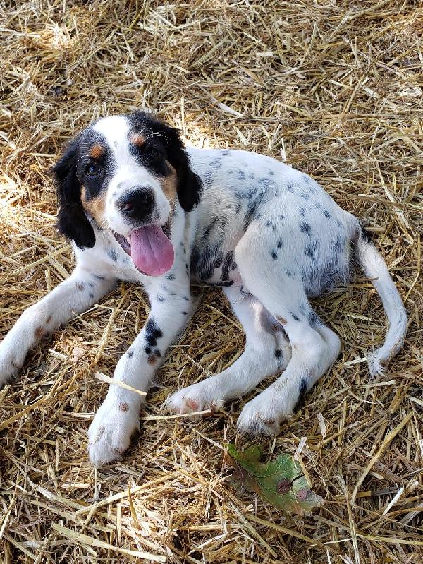 English Setter