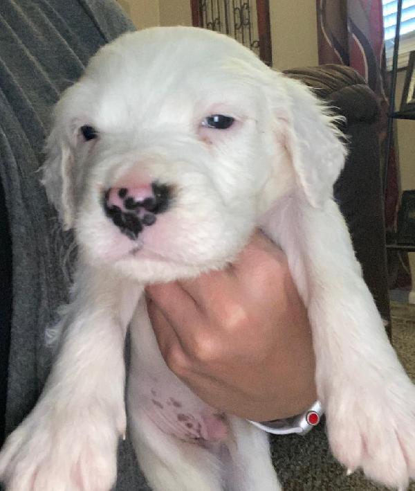 E-SETTER MALE-PURPLE SHADOW OAK BO BLOODLINES