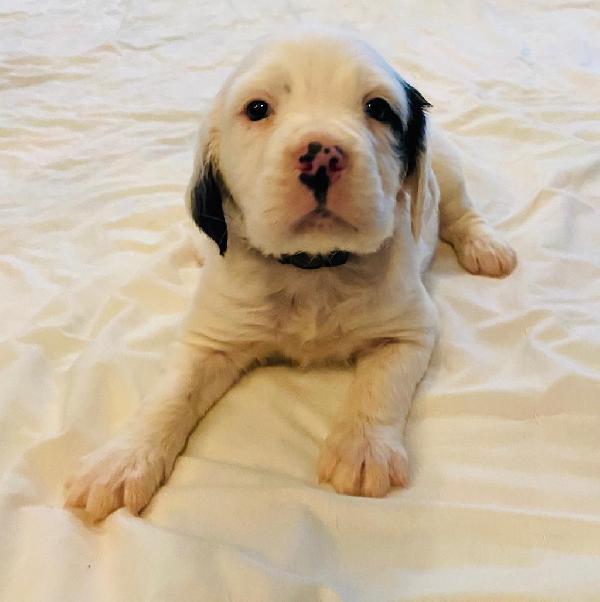 E-SETTER MALE- BLACK SHADOW OAK BO BLOODLINES