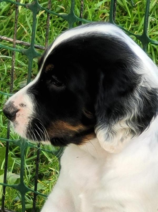 AM. FIELD REG. ENGLISH SETTER PUPS