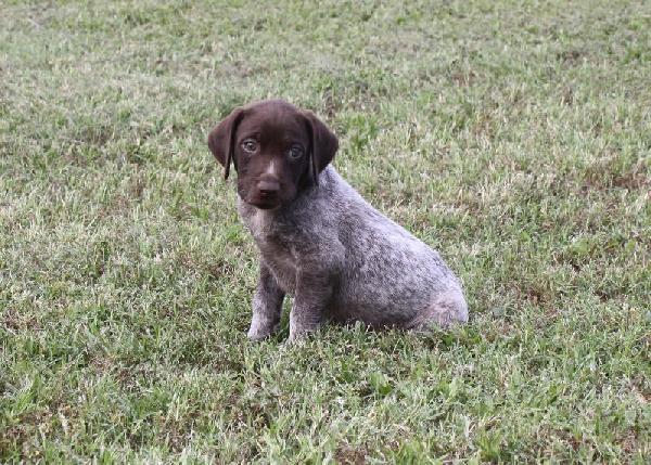 LIVER ROAN MALE GERMAN SHORTHAIR #3