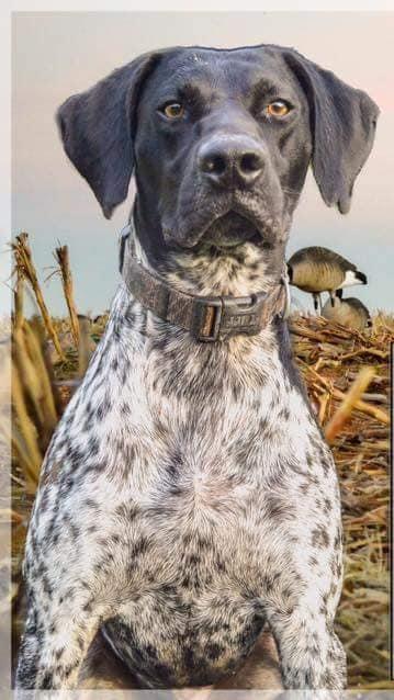 LIVER ROAN MALE GERMAN SHORTHAIR #3