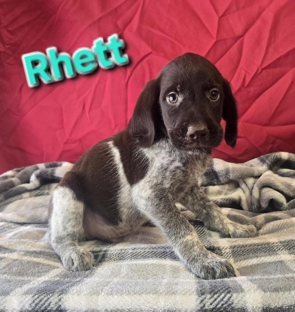 GWP PUPS
