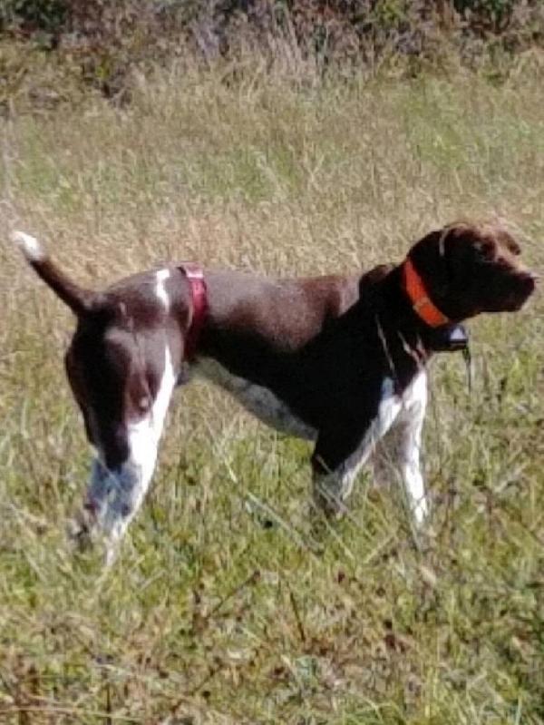 LIVER ROAN AKC CHAMPS ONLY 2 AVAILABLE