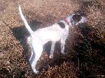 English Pointer