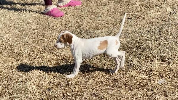 NSTRA CH ENGLISH POINTER MALE PUP OBO