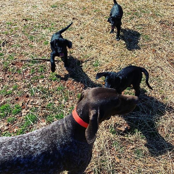 German Shorthaired Pointer - Puppies for Sale