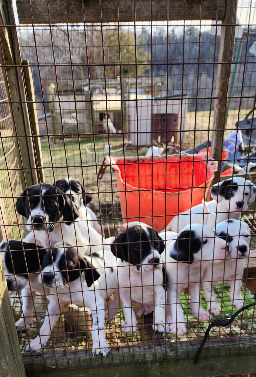 ENGLISH SETTER/ENGLISH POINTER CROSS
