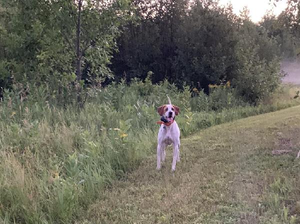 English Pointer