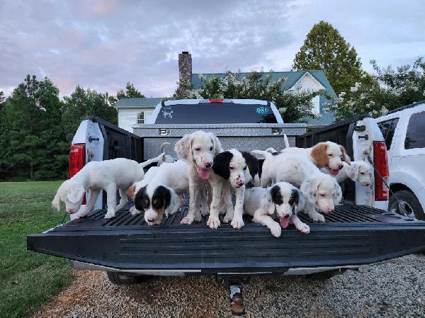 English Setter