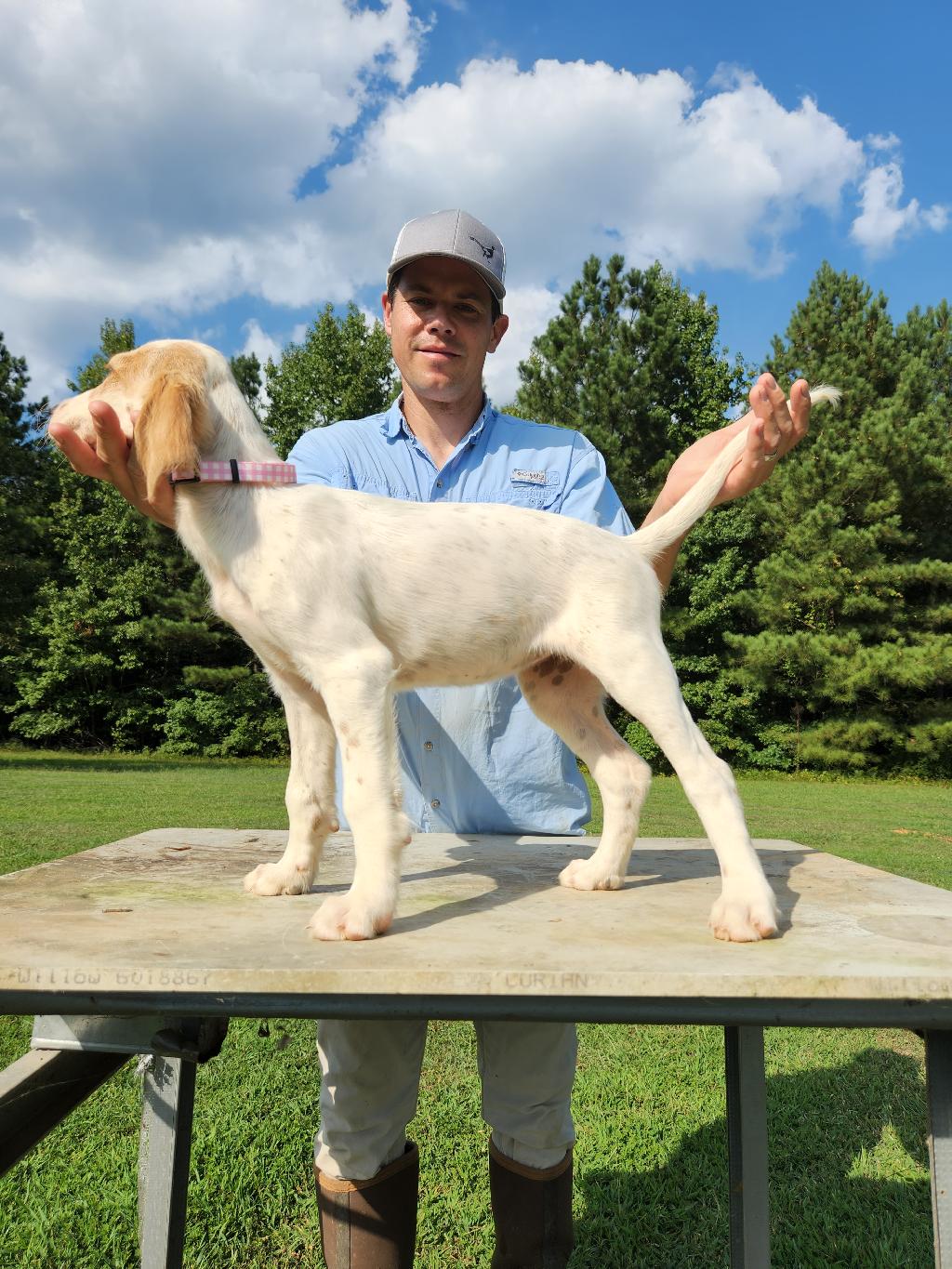 GREAT PEDIGREE WITH SHADOW OAK BO