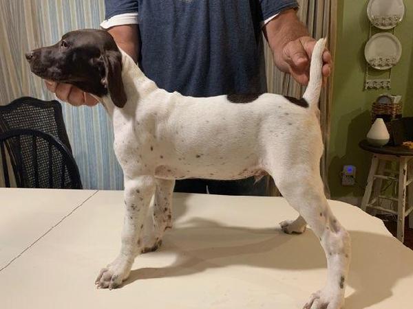 MALE GSP PUPPY