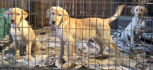 AKC YLW LAB MALE PUPS, HUNTERS SPECIAL PRICE