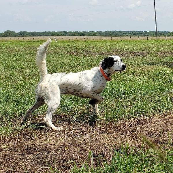 English Setter