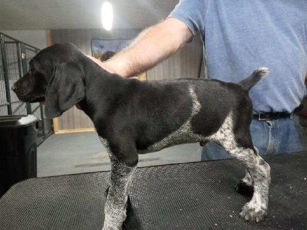 MALE GSP PUPS