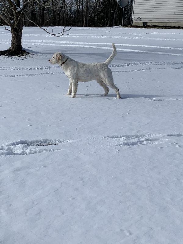 SHADOW OAK BO AND HYTEST SKYHAWK FEMALE