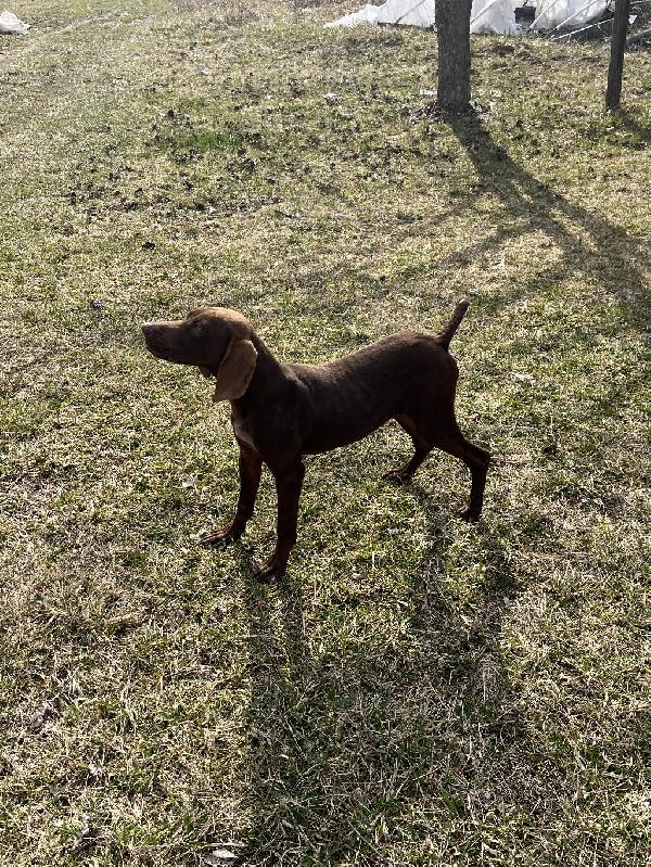German Shorthaired Pointer - Puppies for Sale