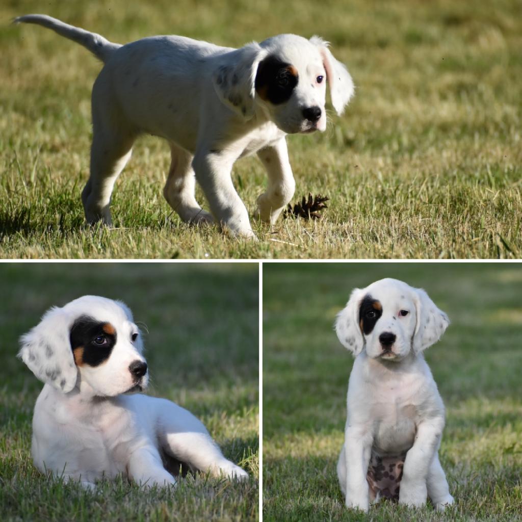 TRI ENGLISH SETTER FEMALE