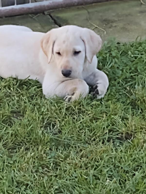 FOR SALE AKC YELLOW LABS FEMALES