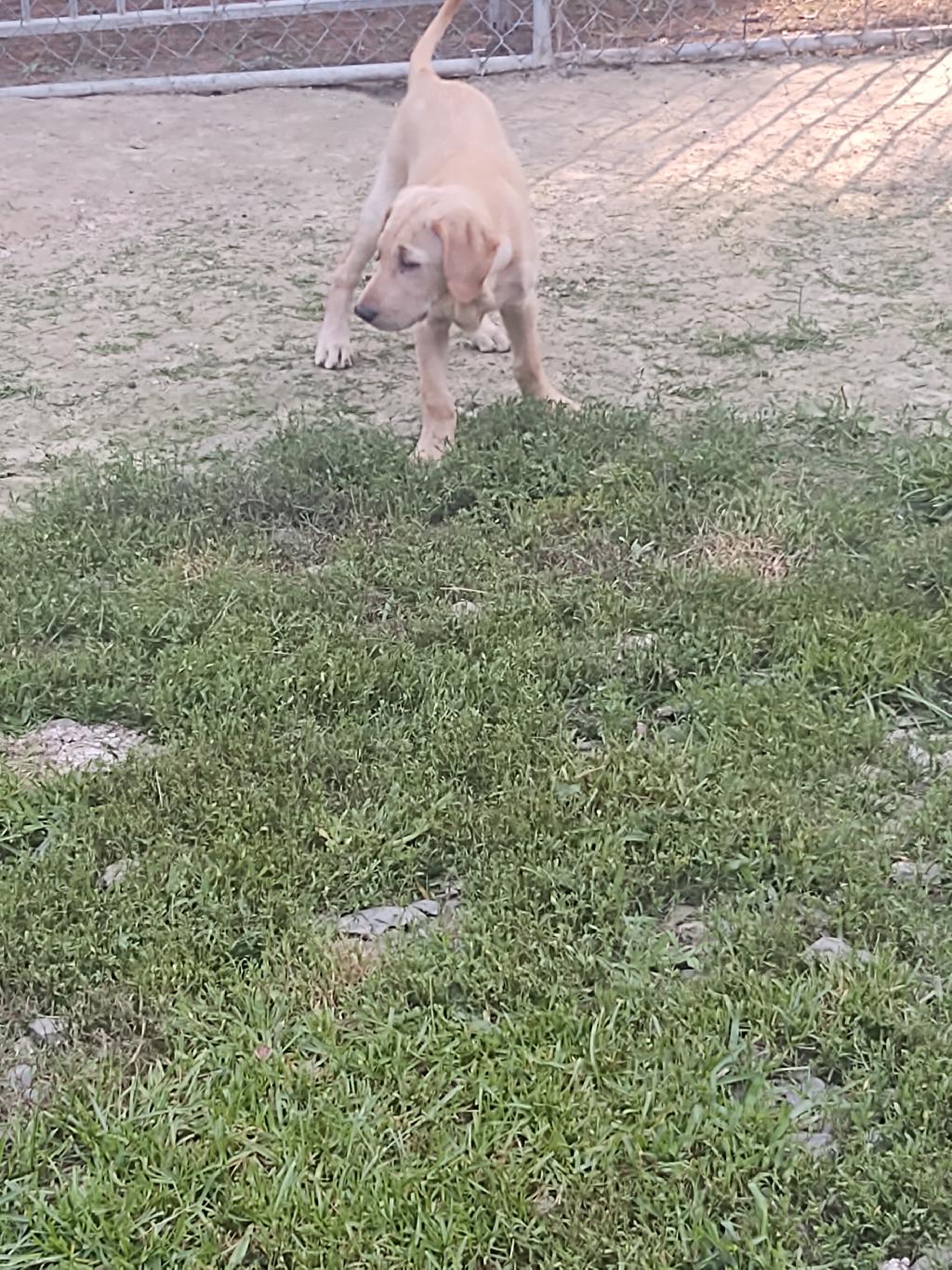 FOR SALE AKC YELLOW LAB