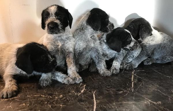 German Wirehaired Pointer for sale