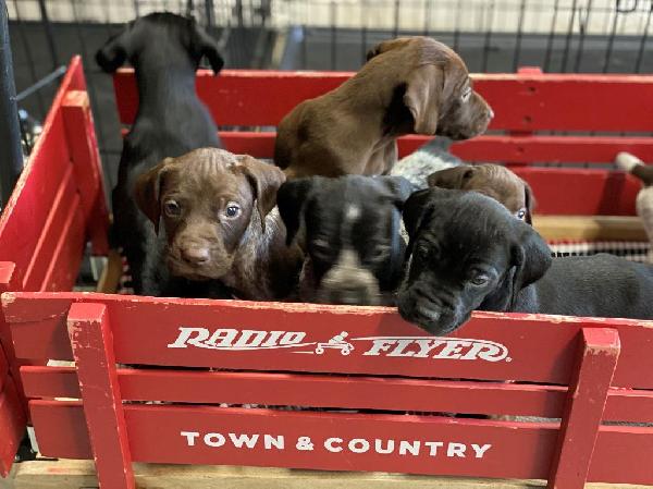 AKC CHAMPION GSP PUPPIES AVAILABLE