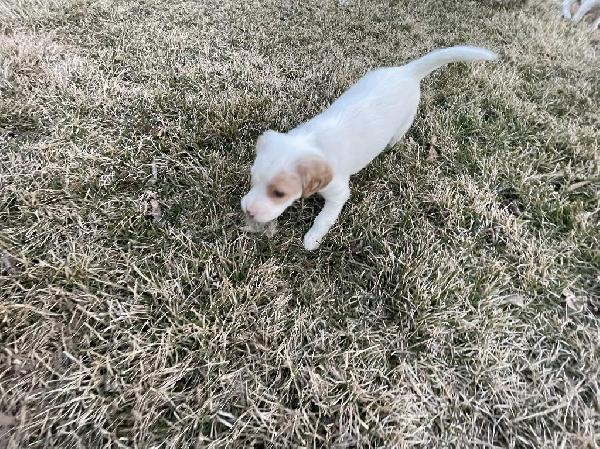 SETTER PUPS SHADOW OAK BO&JOHNNY CROCKETT