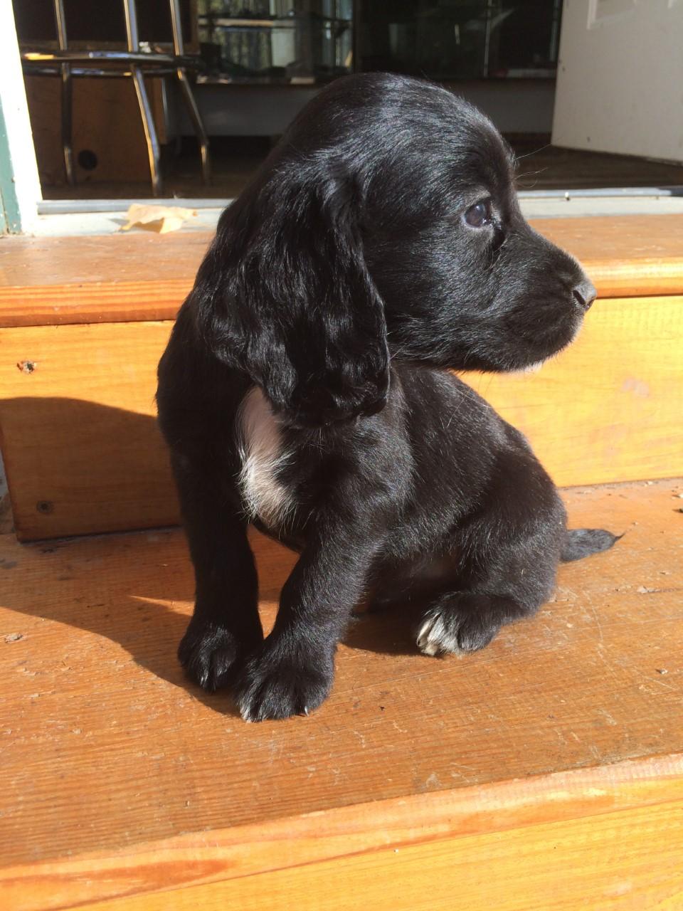 ENGLISH FIELD COCKER PUPS NFC LINES