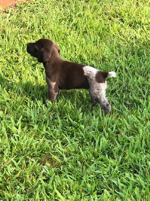 AKC HUNTING GSP PUPS IN ARKANSAS