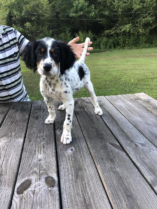 English Setter - Puppies for Sale