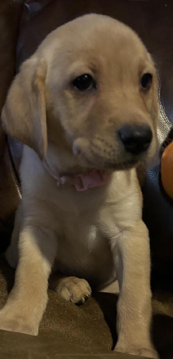 HALL OF FAME SIRED FOX RED PUPPIES FOR SALE
