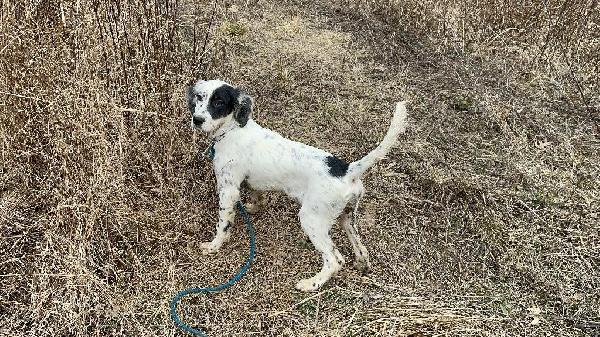 FEMALE ENGLISH SETTER PUPPY