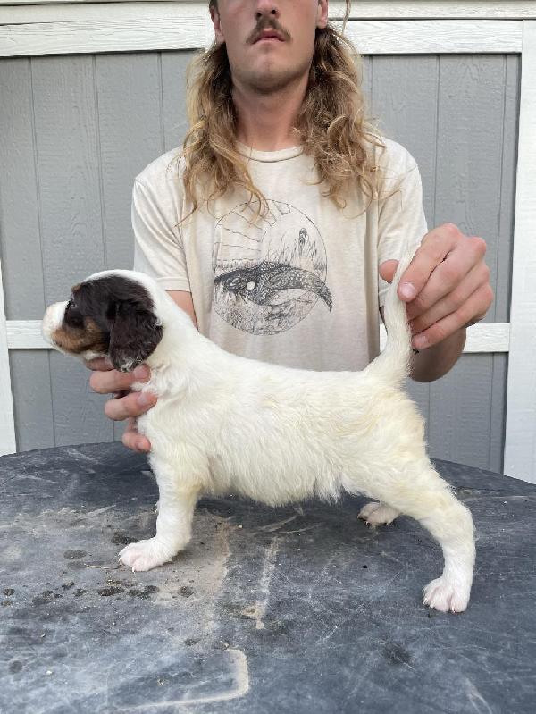 English Setter