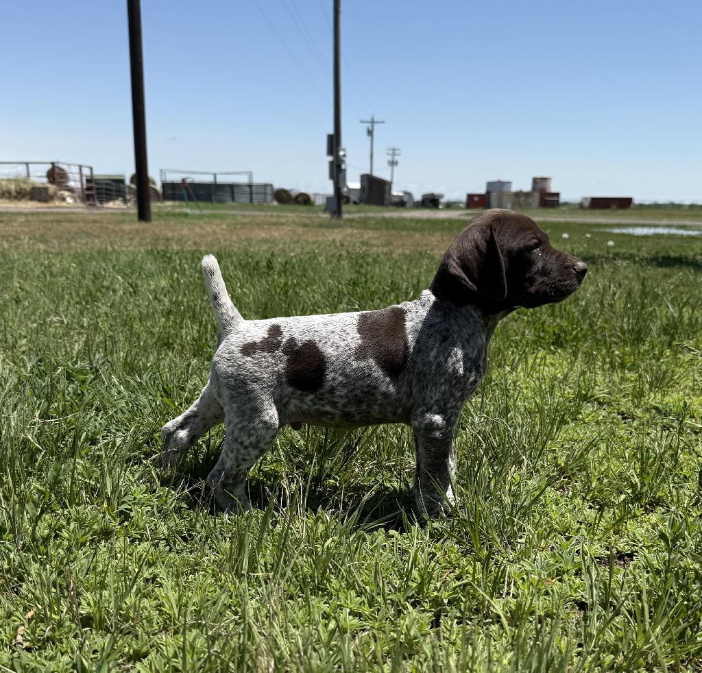 REALLY SHARP SHORTHAIR PUPS