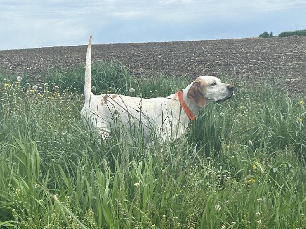 ELHEW DAMASCUS DAUGHTER