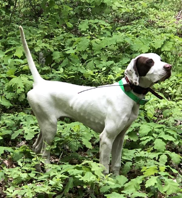 STARTED DOG FOR SALE