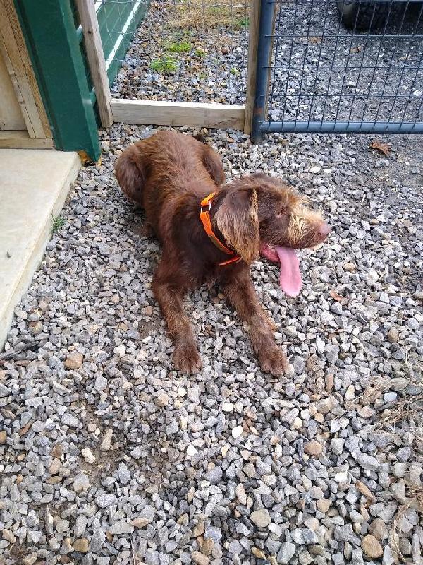 GERMAN WIREHAIR/CHOCOLATE LAB MIX