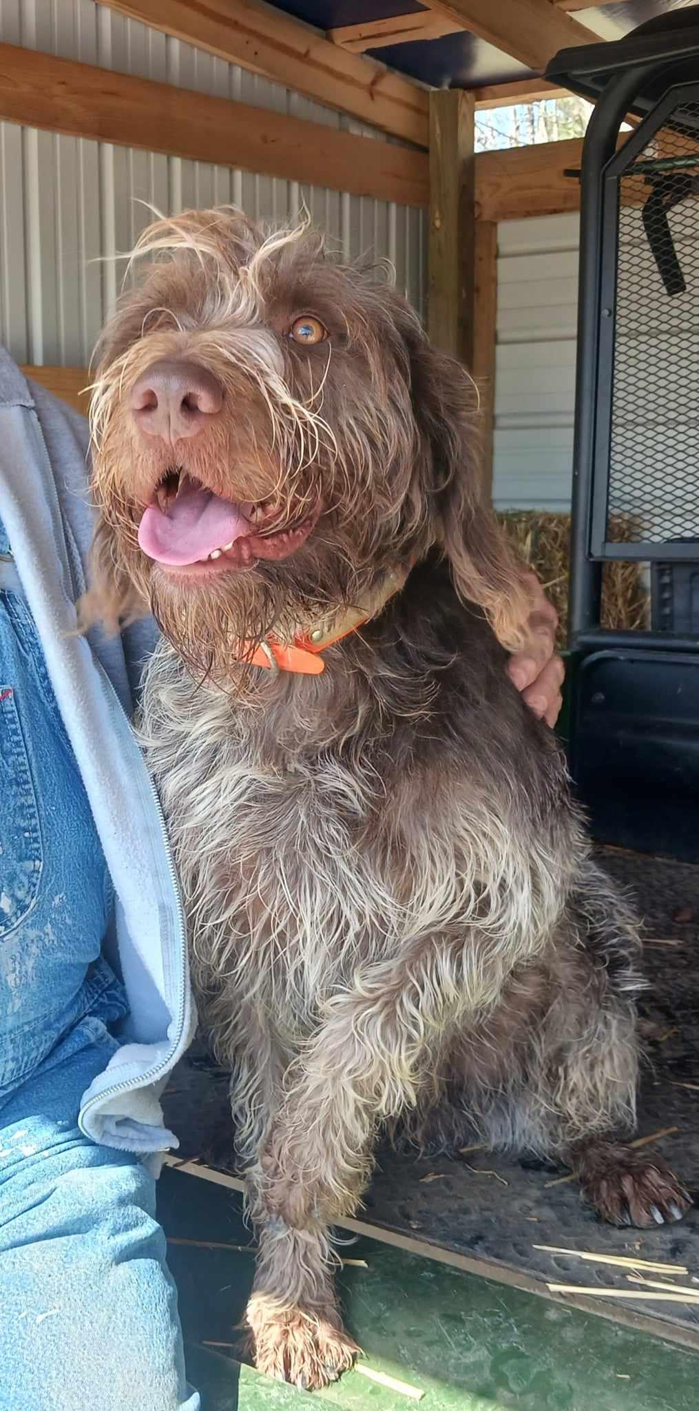 MALE GERMAN WIREHAIR POINTER