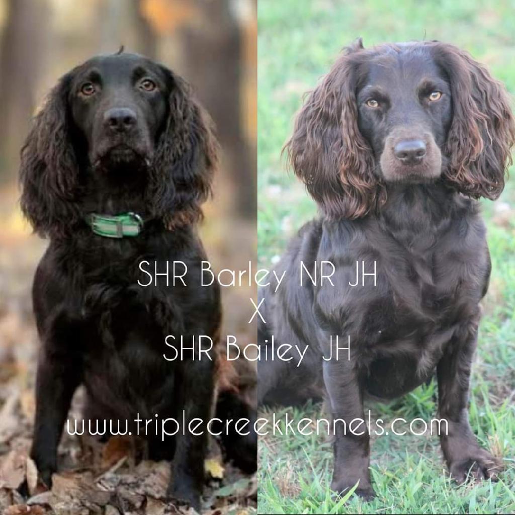 BOYKIN SPANIEL PUPPIES **PUPPIES AVAILABLE BOYKIN SPANIEL PUPPIES **PUPPIES AVAILABLE