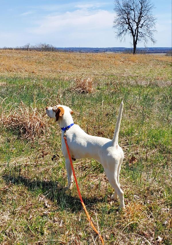 English Pointer