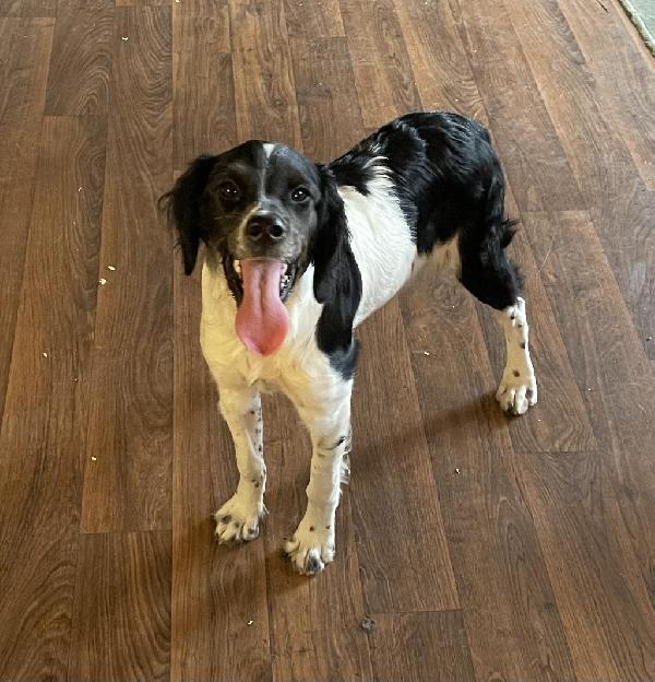 HAPPY TAILS FARM BRITTANY’S